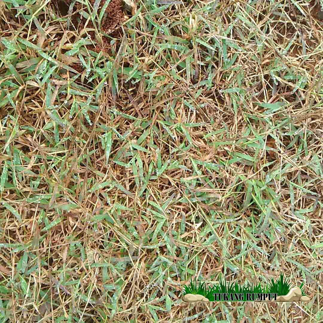 Tukang Rumput Jakarta - Jual Rumput Taman di Jakarta - Tukang Rumput