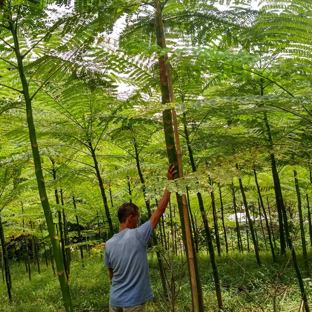 Jual Pohon Solobium Pakis Brazil Harga Murah - Tukang Rumput